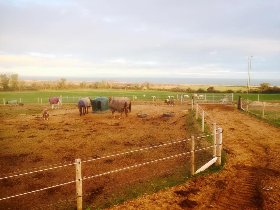 Facilities-Turn Out | Bergin Equine